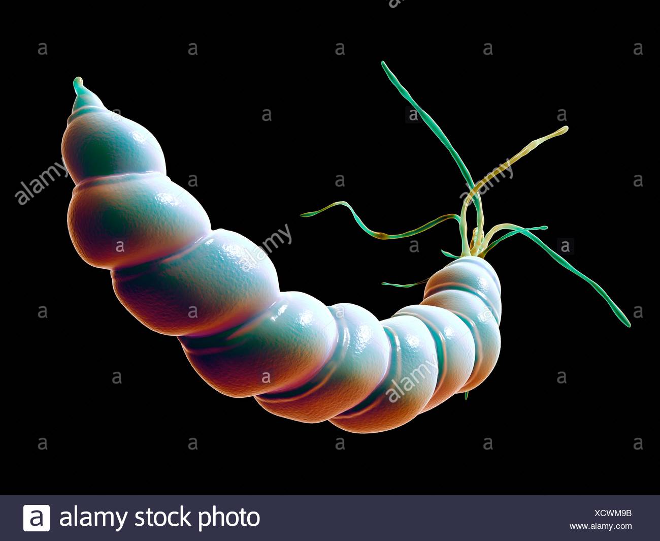 Helicobacter Pylori Bacteria High Resolution Stock Photography and ...