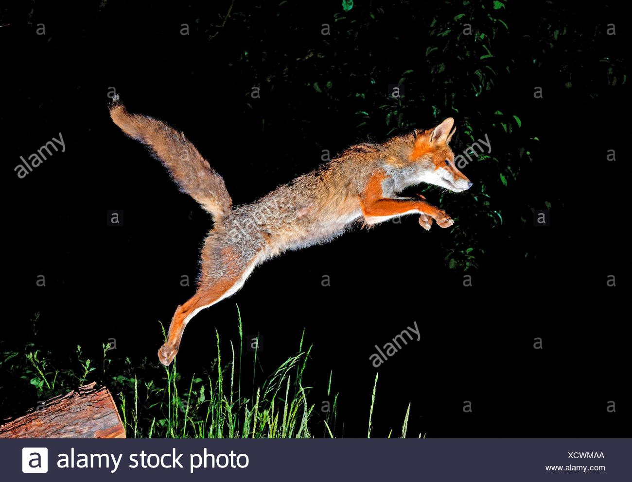Red Fox Jumping High Resolution Stock Photography and Images - Alamy