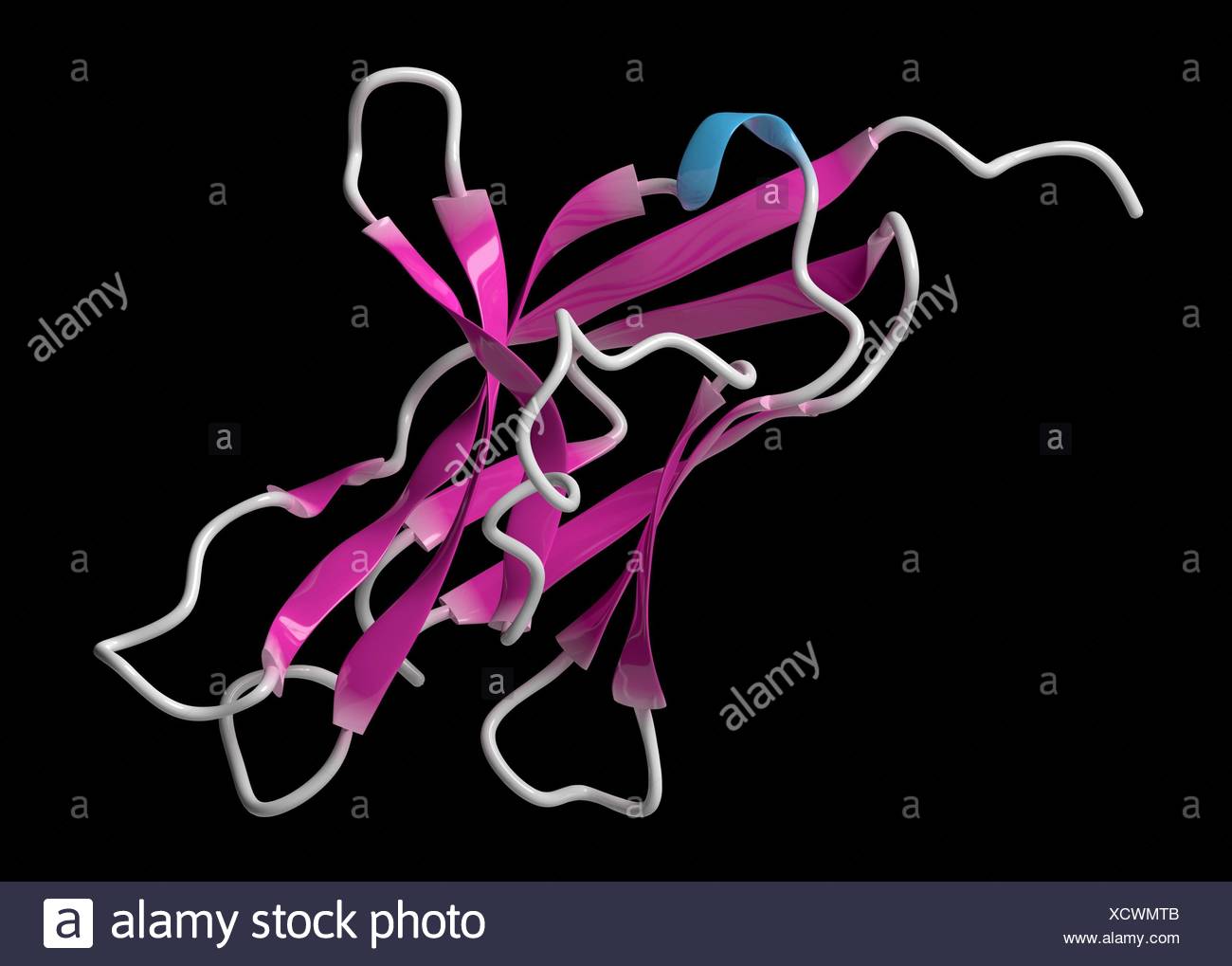 L1 Protein High Resolution Stock Photography and Images - Alamy