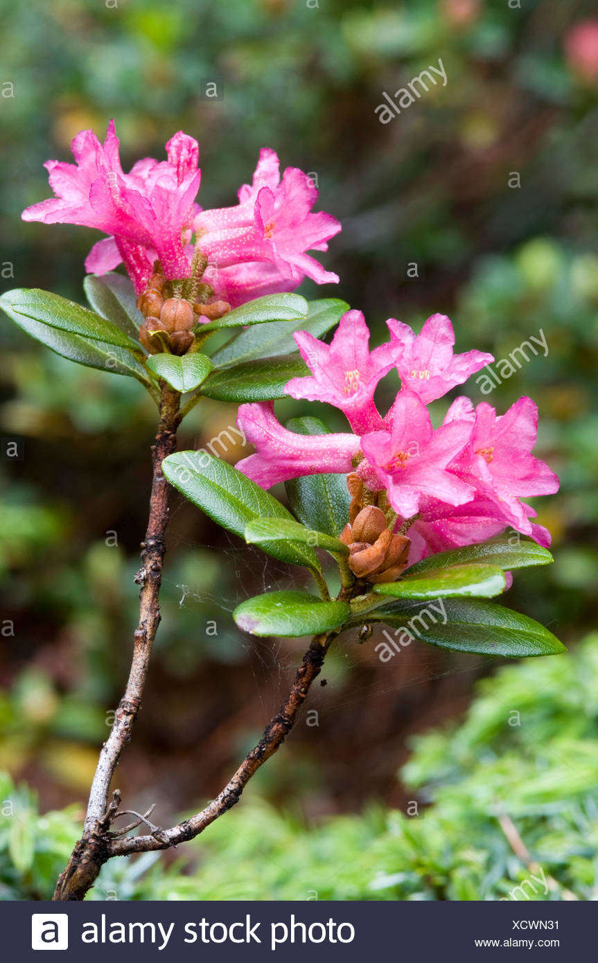 Rhododendron Ferrugineum High Resolution Stock Photography and Images ...