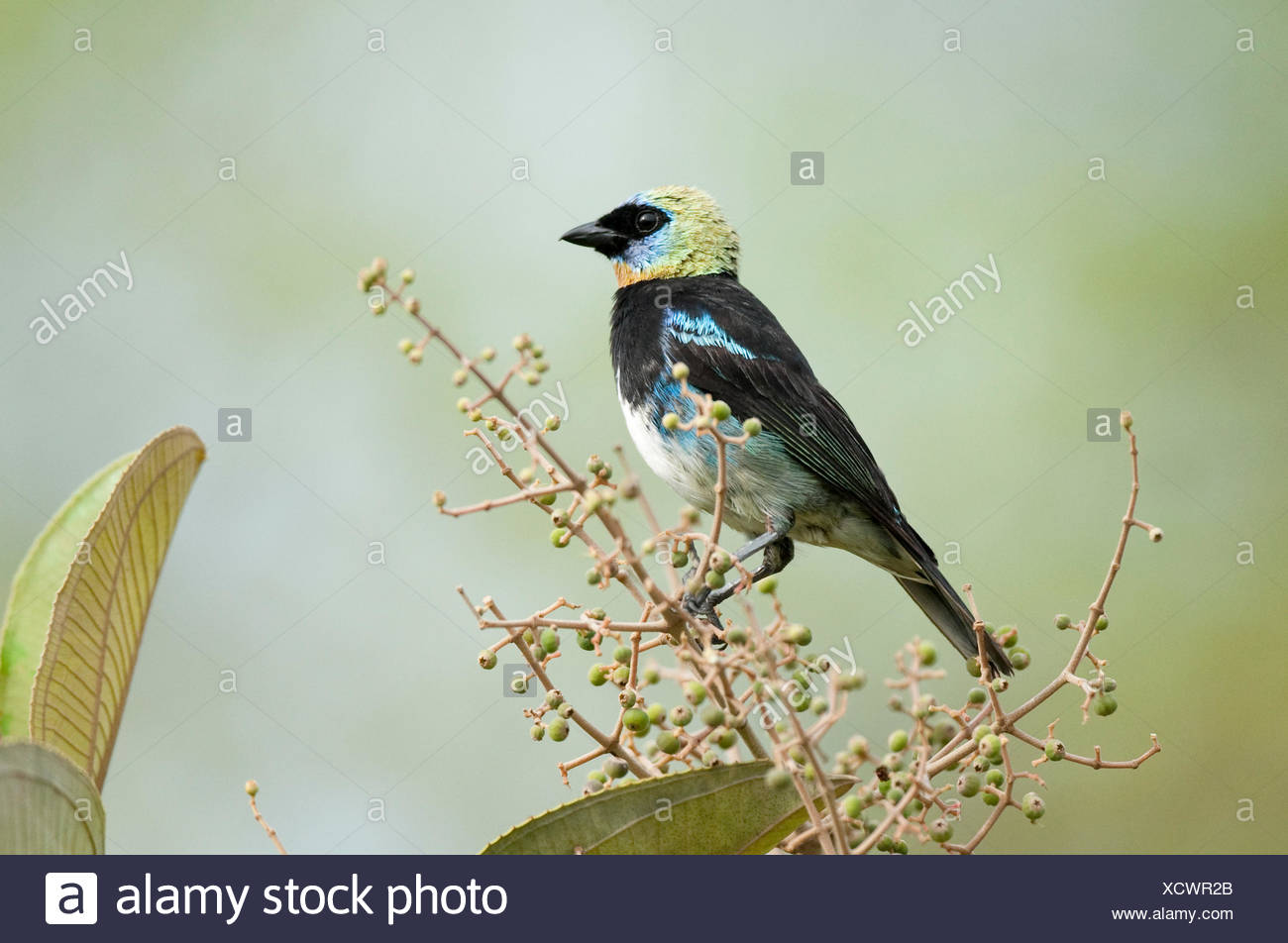 Fanny Animals High Resolution Stock Photography and Images - Alamy