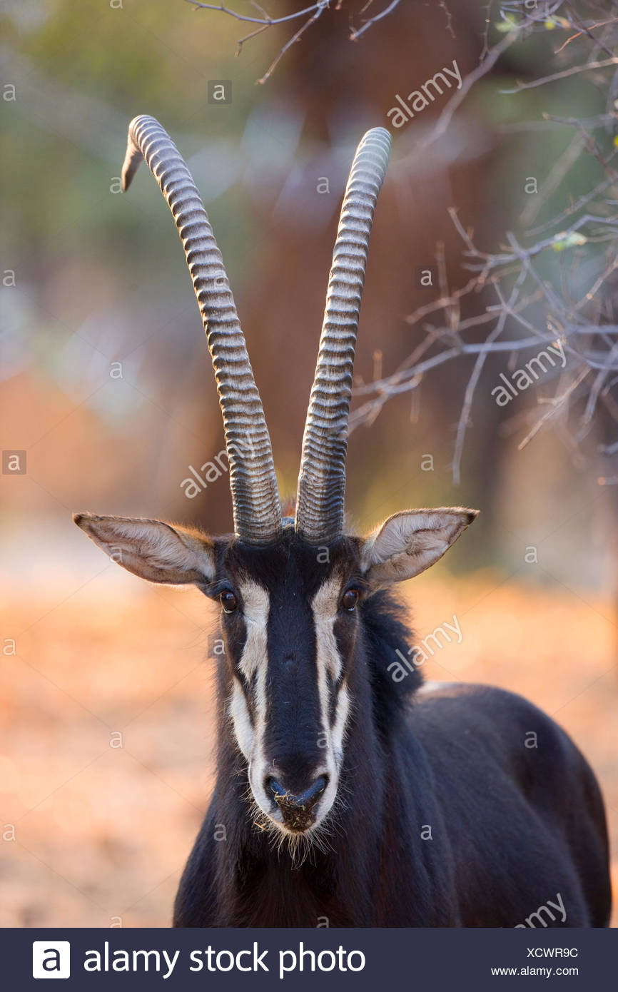 Antelop Stock Photos & Antelop Stock Images - Alamy