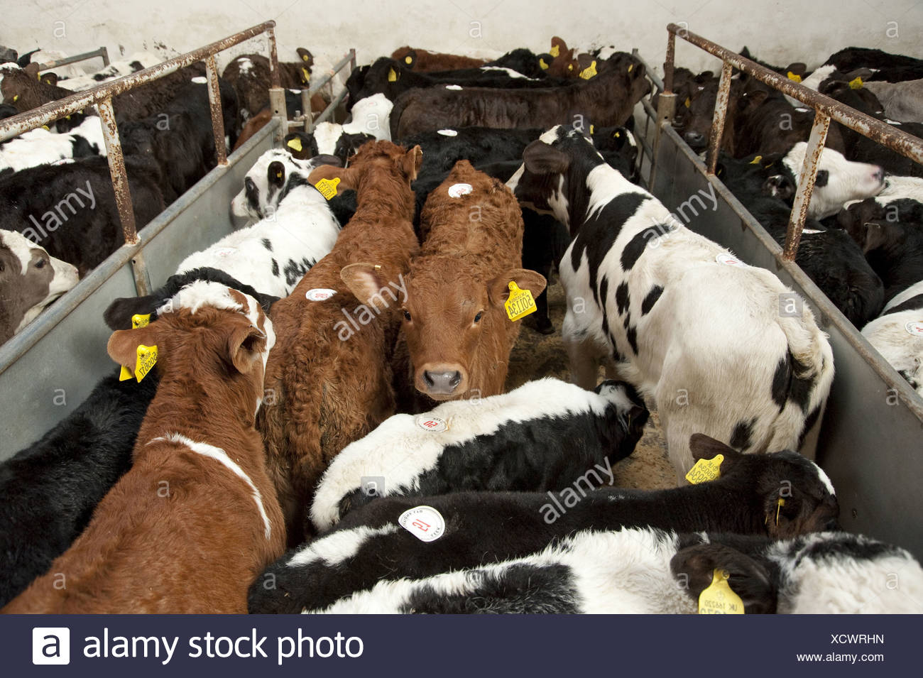 Leek Auction Mart Auction Cow Stock Photos & Leek Auction Mart Auction ...