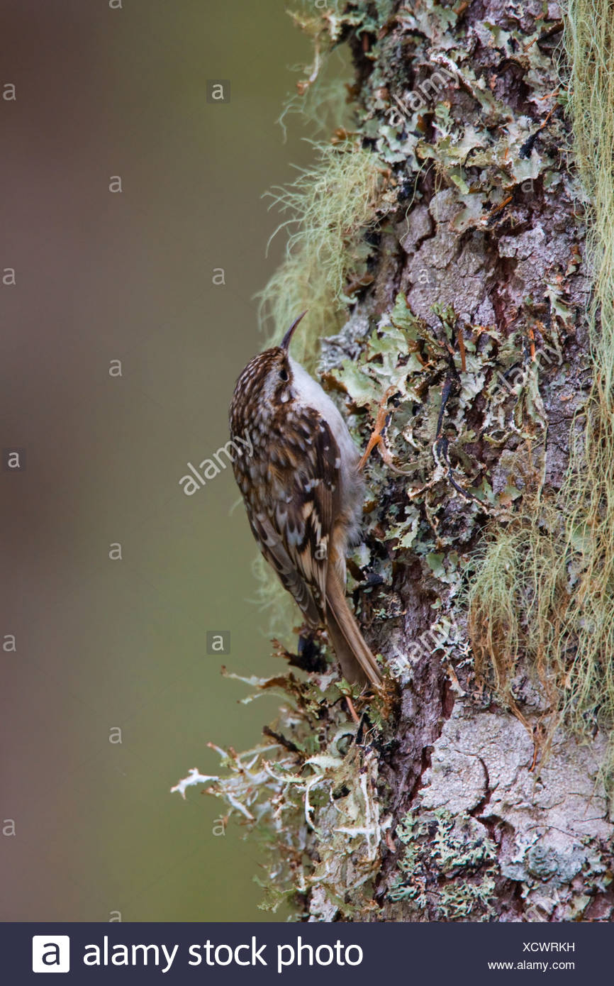 Wild Creeper High Resolution Stock Photography and Images - Alamy