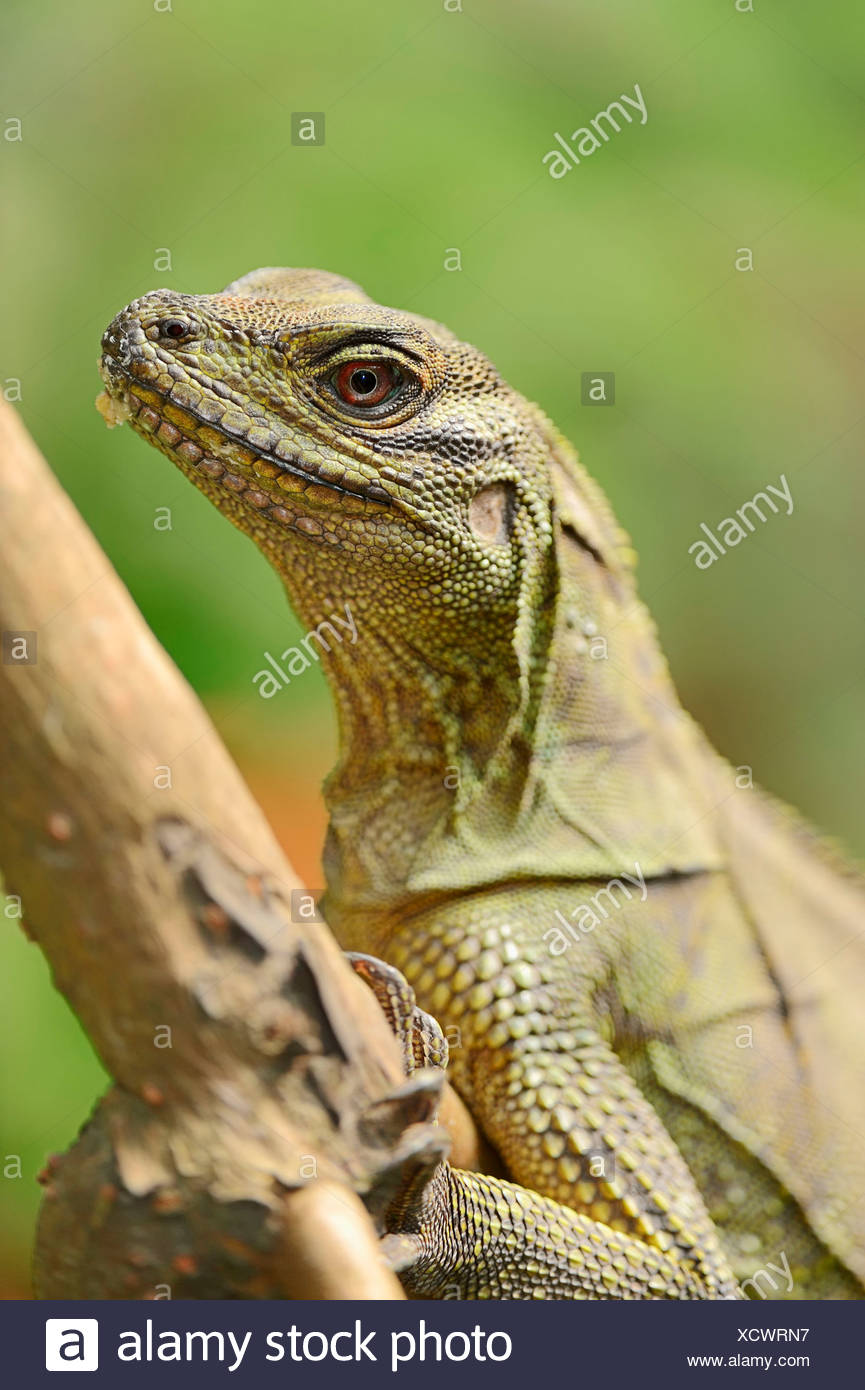 Sailfin Lizard Stock Photos & Sailfin Lizard Stock Images - Alamy