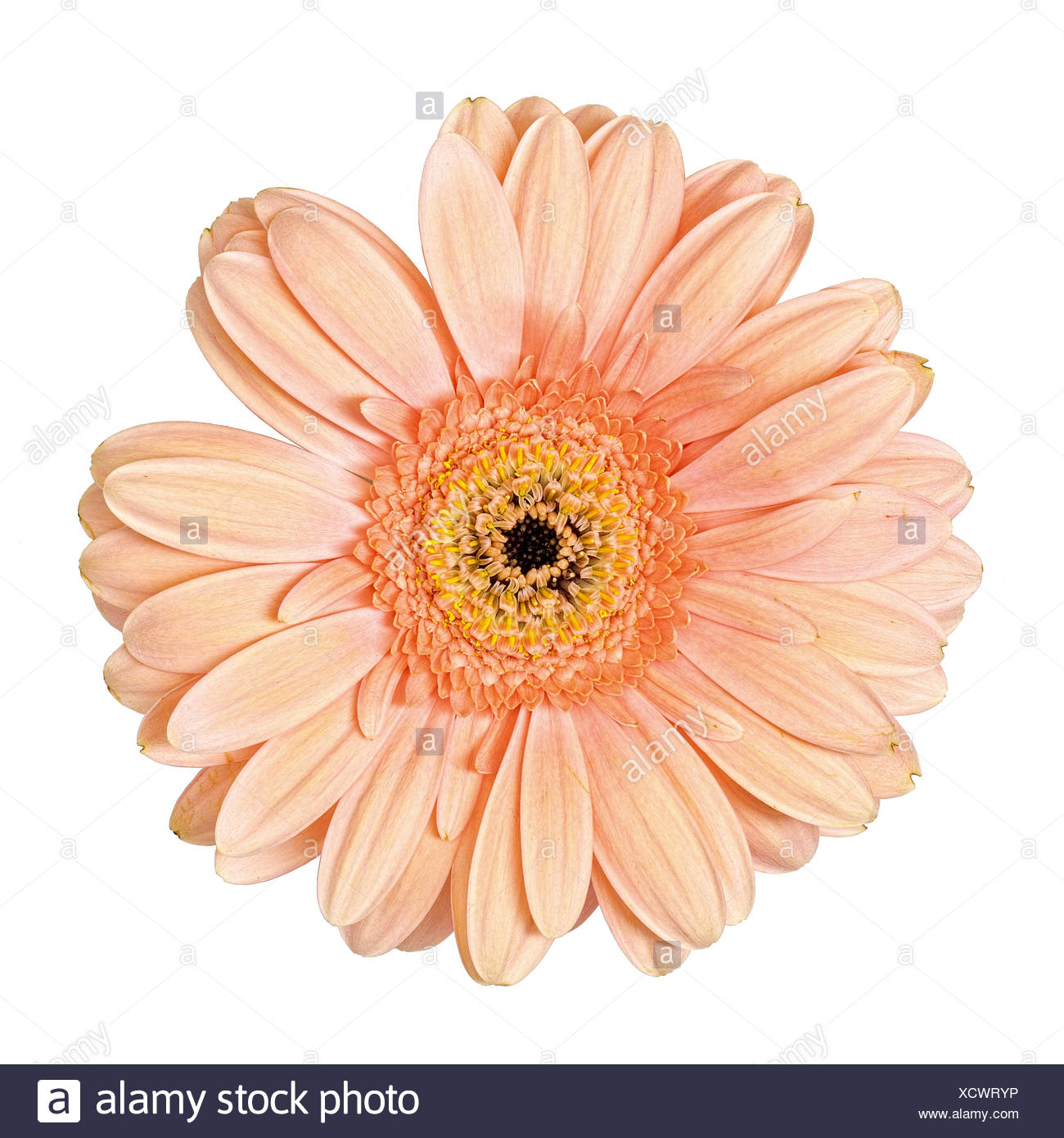 Inflorescence Capitulum Stock Photos & Inflorescence Capitulum Stock ...