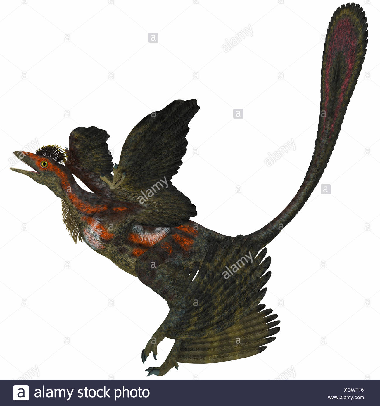 Microraptor Dinosaur High Resolution Stock Photography and Images - Alamy