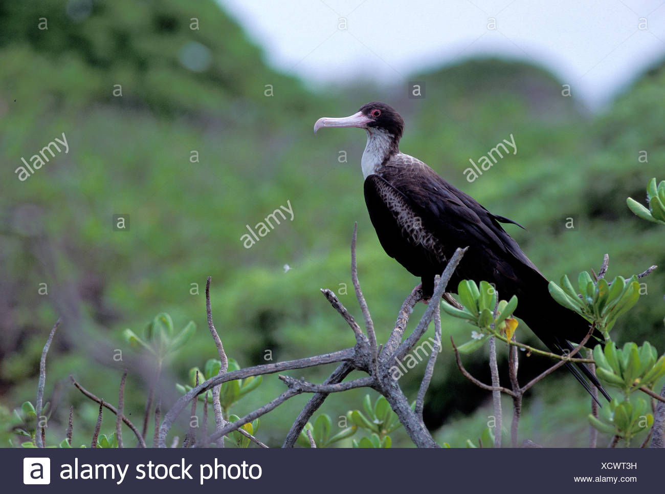 Iwa High Resolution Stock Photography and Images - Alamy