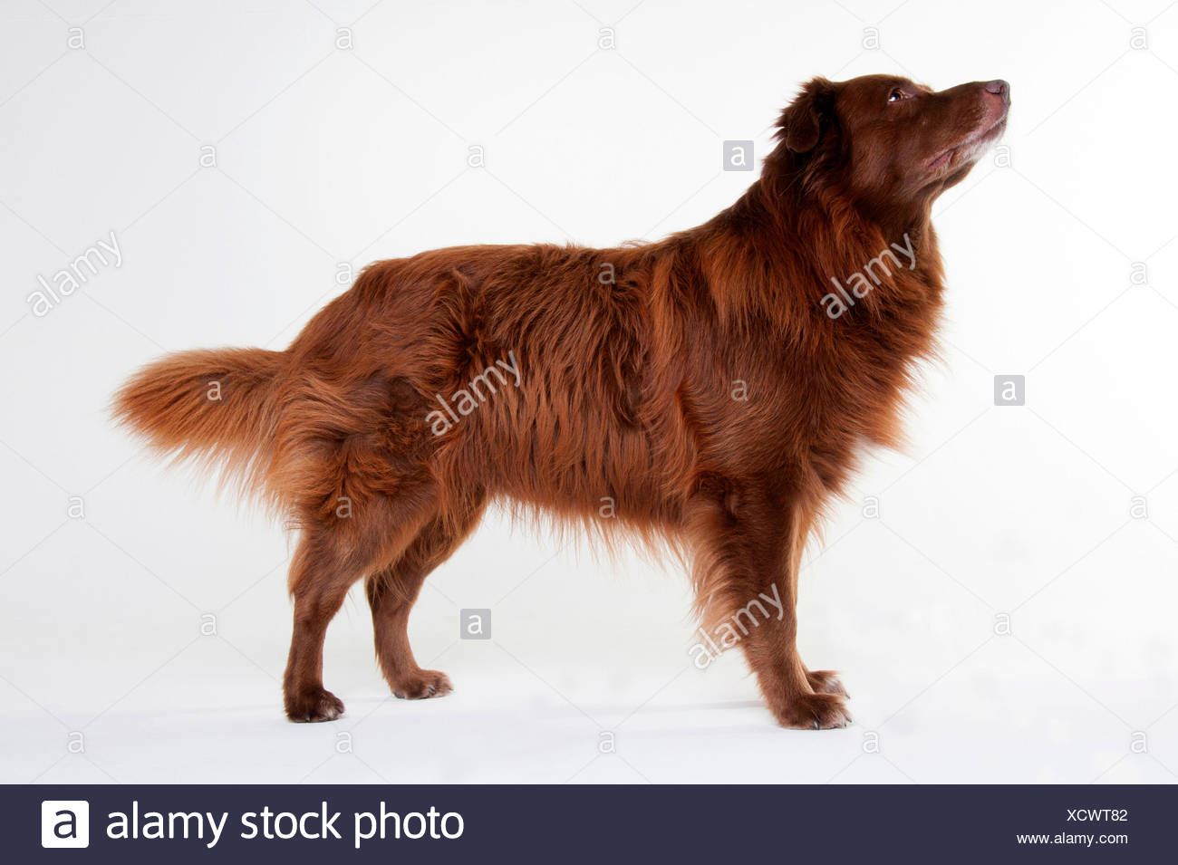 Solid Red Australian Shepherd