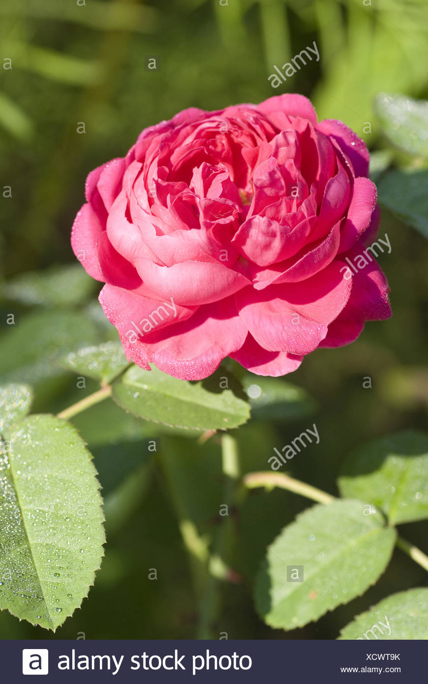 Rosa Damascena High Resolution Stock Photography and Images - Alamy