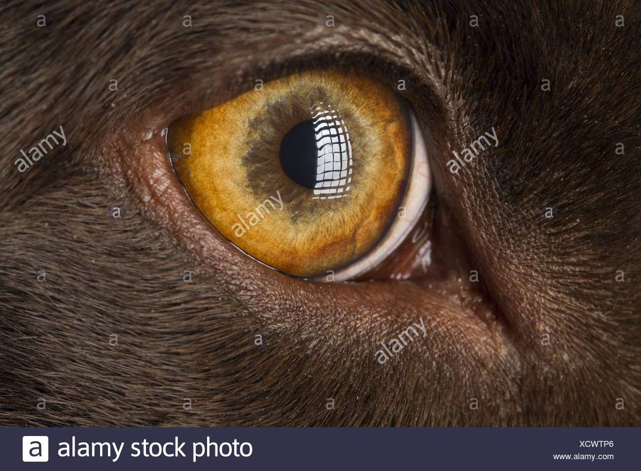 Black Labrador Retriever With Brown Eyes Stock Photos & Black Labrador ...