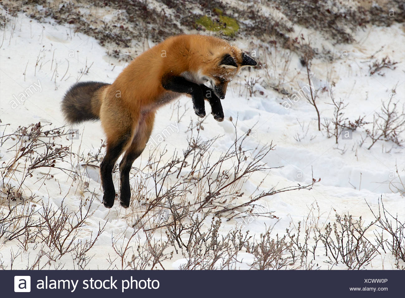 Pounce High Resolution Stock Photography and Images - Alamy