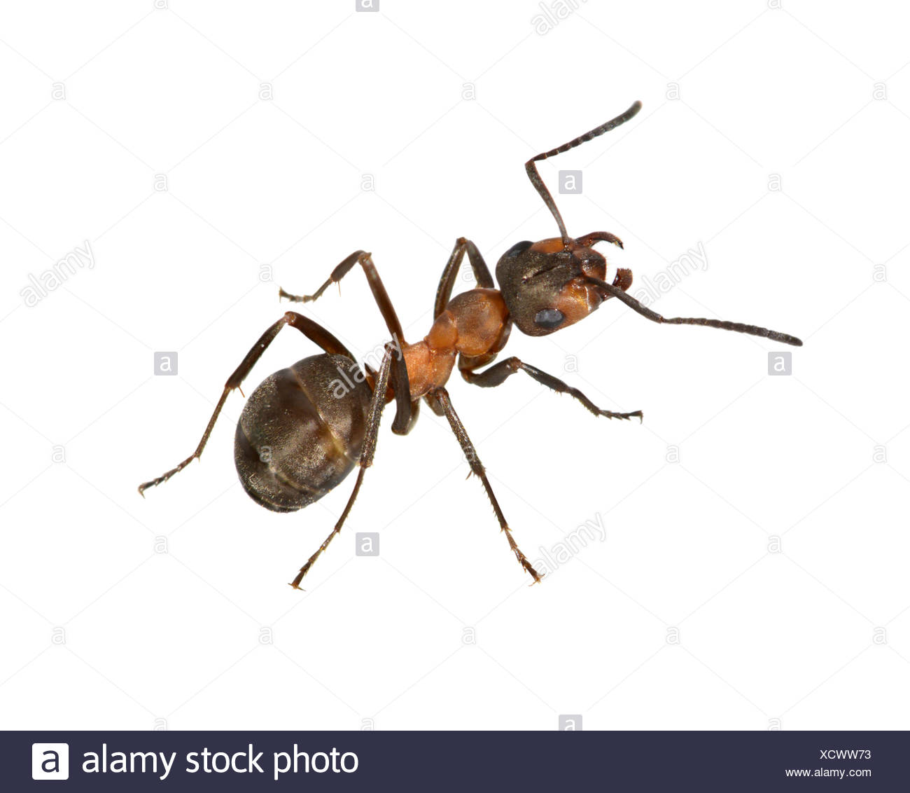 Ant High Resolution Stock Photography and Images - Alamy
