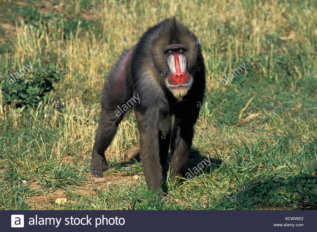 Papio Sphinx High Resolution Stock Photography and Images - Alamy