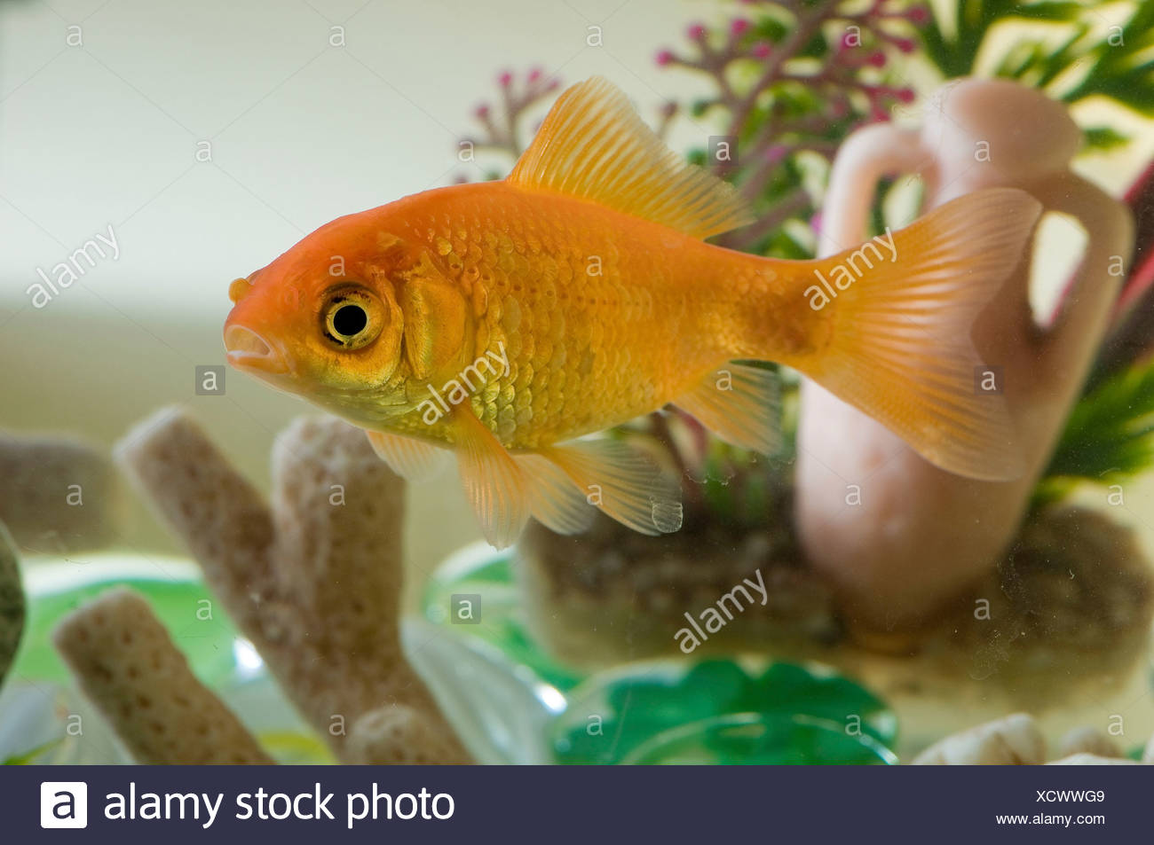 The Goldfish High Resolution Stock Photography and Images - Alamy