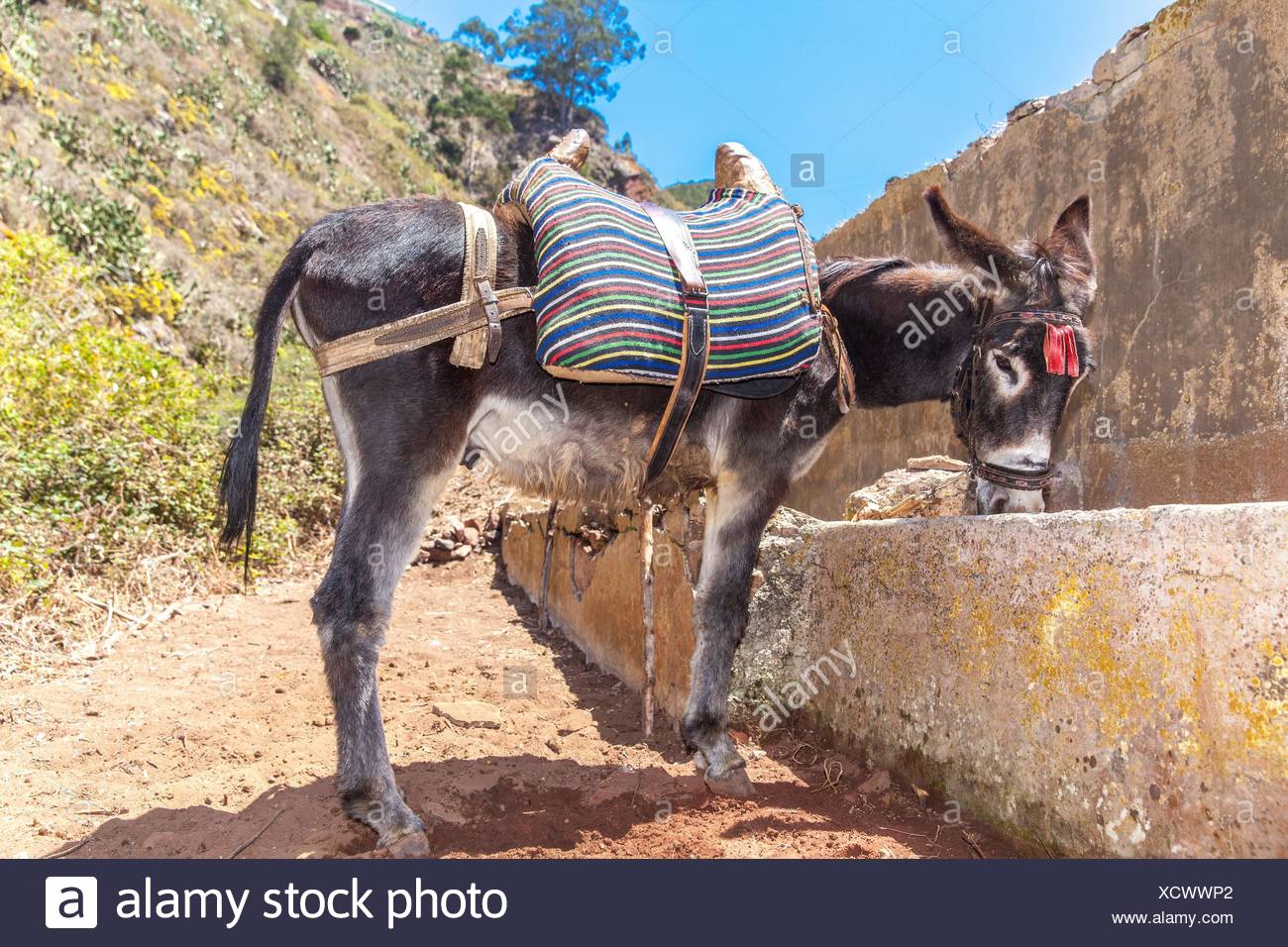 Donkey At Farm High Resolution Stock Photography and Images - Alamy