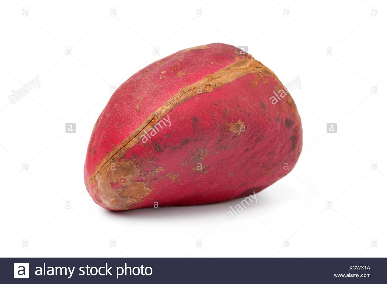 Cola Nuts High Resolution Stock Photography and Images - Alamy