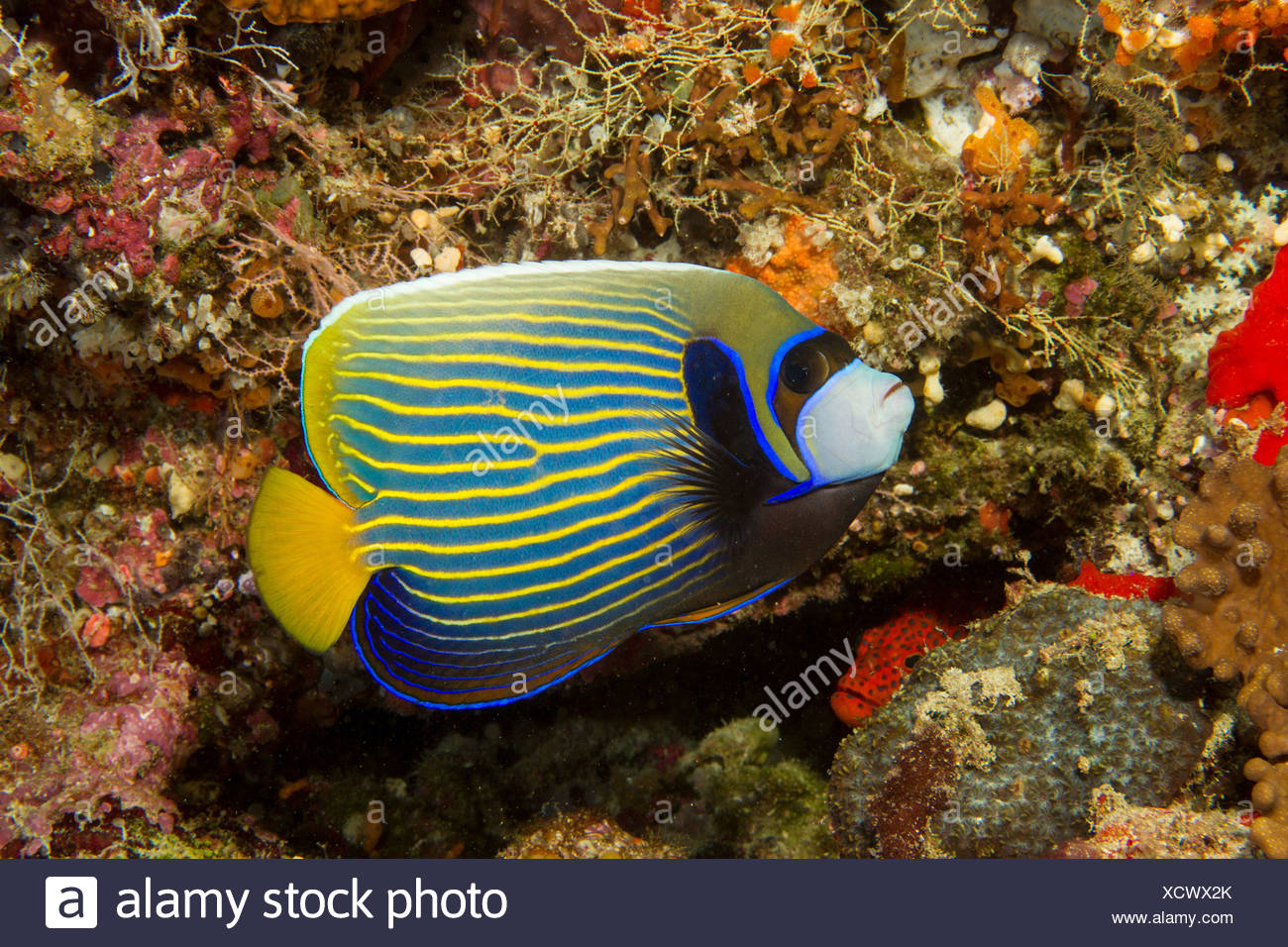 Emperor Fish High Resolution Stock Photography and Images - Alamy