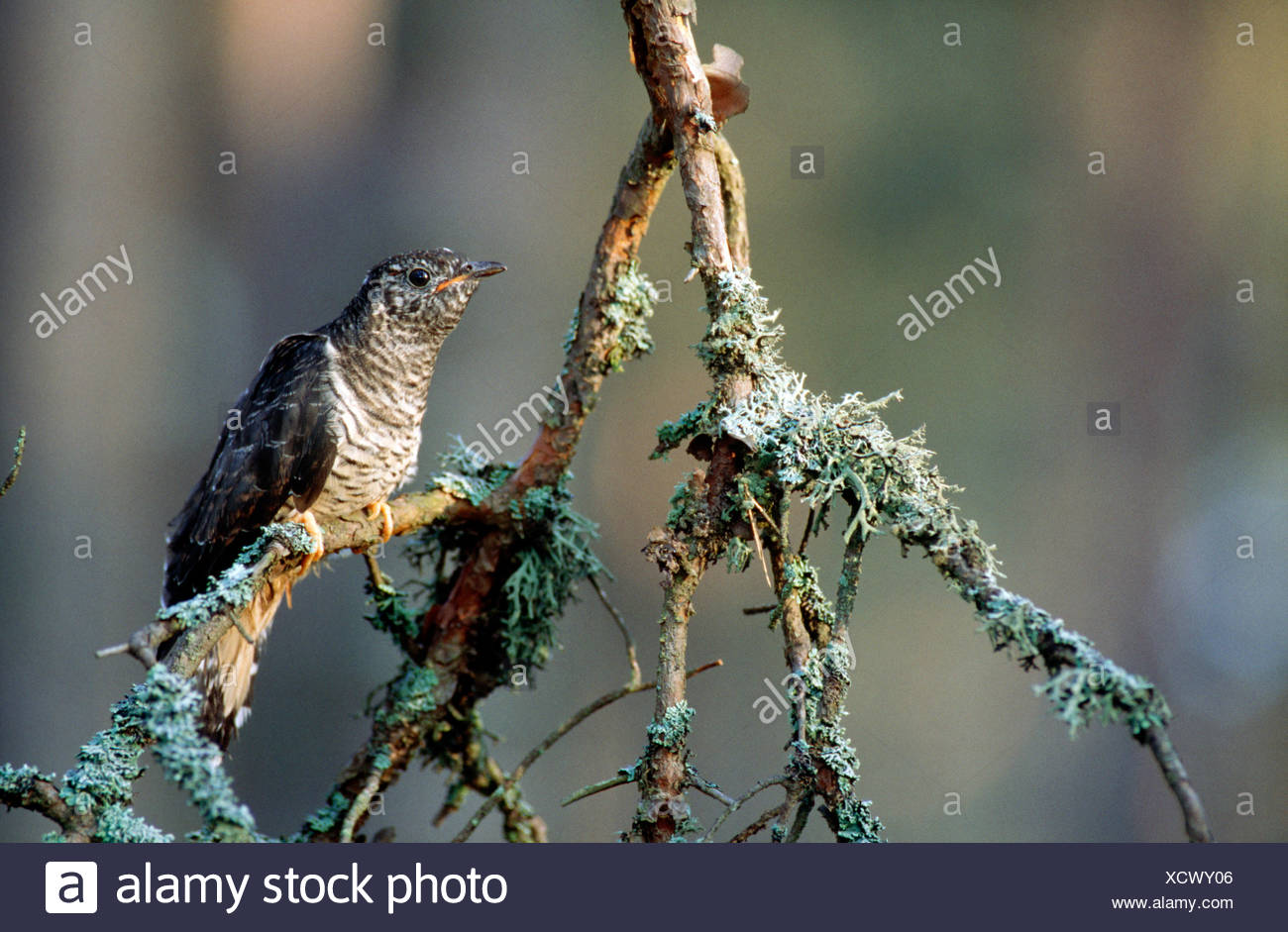 Young Cuckoo Stock Photos & Young Cuckoo Stock Images - Alamy