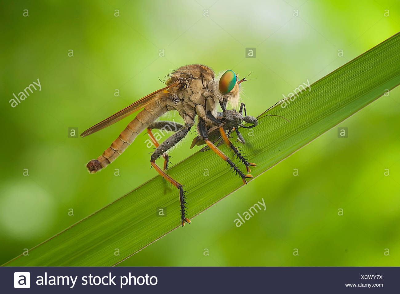 Bug Behaviour High Resolution Stock Photography and Images - Alamy