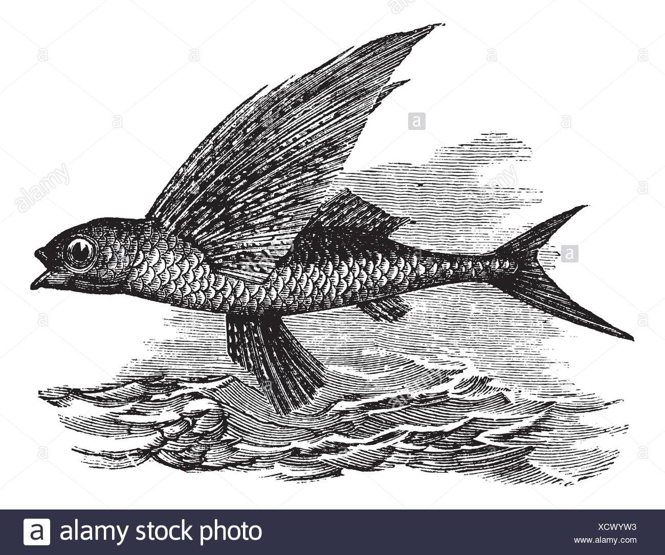 Parexocoetus High Resolution Stock Photography and Images - Alamy