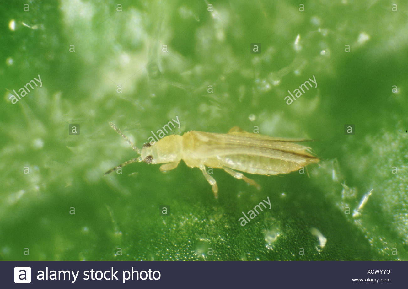 Tabaci High Resolution Stock Photography and Images - Alamy