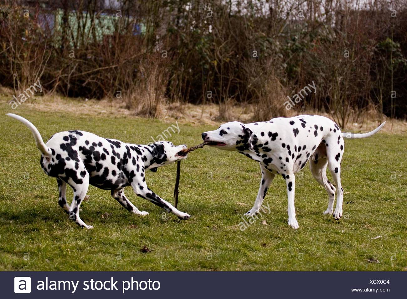 Two Dalmatians High Resolution Stock Photography and Images - Alamy