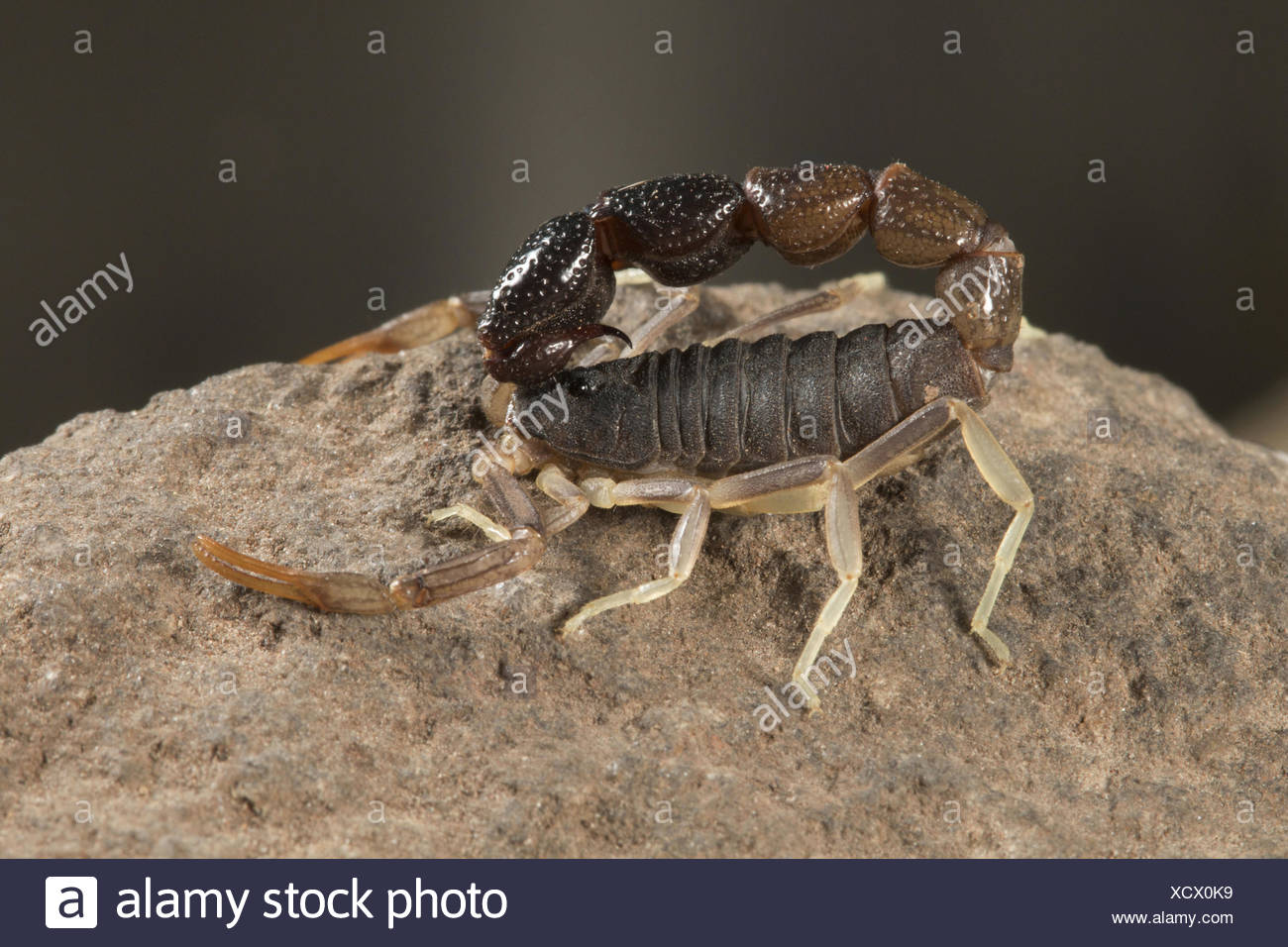 Family Buthidae High Resolution Stock Photography and Images - Alamy