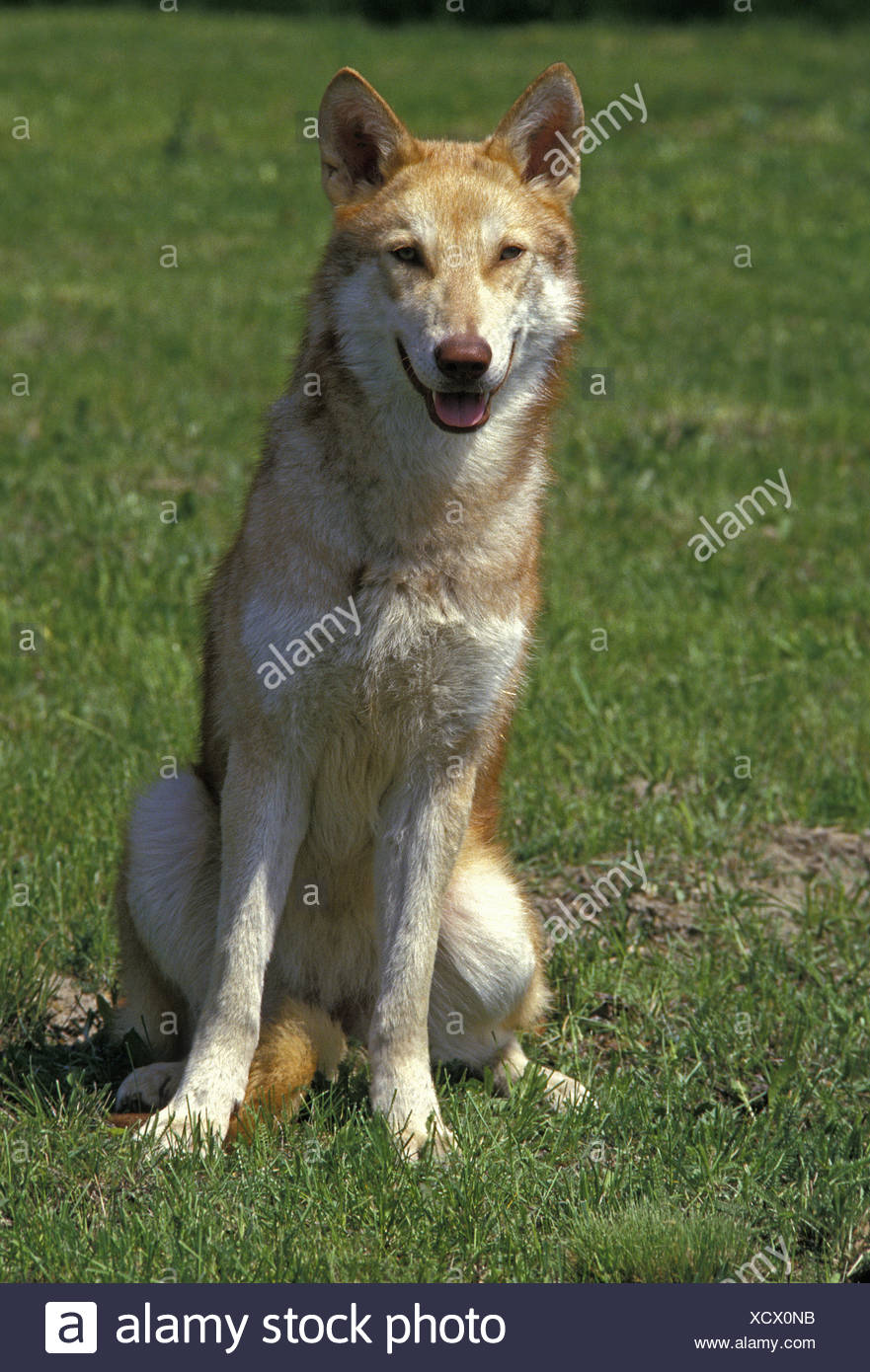 Saarloos Wolfhounds High Resolution Stock Photography and Images - Alamy
