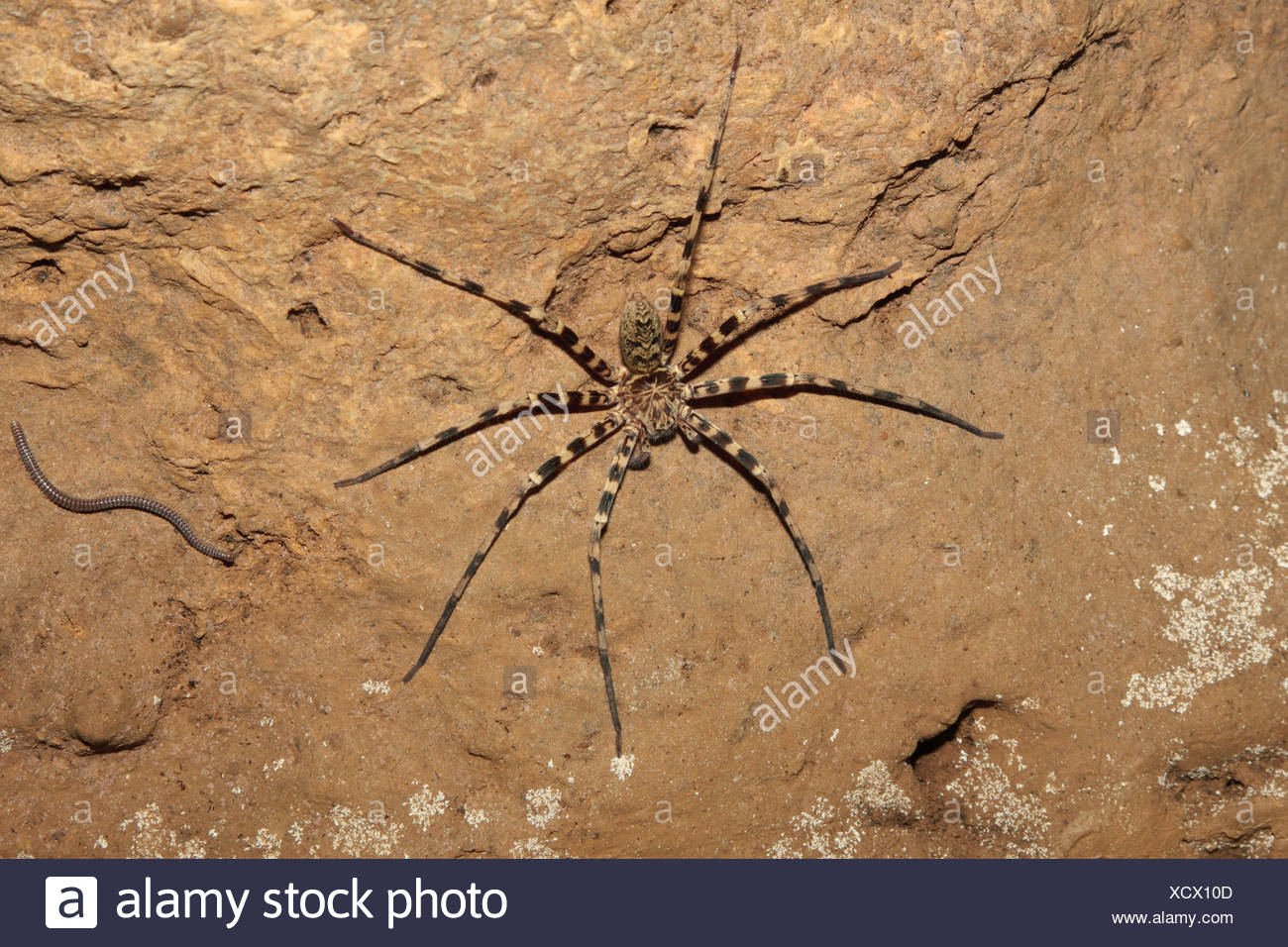 Spiders Of Southeast Asia Stock Photos & Spiders Of Southeast Asia ...