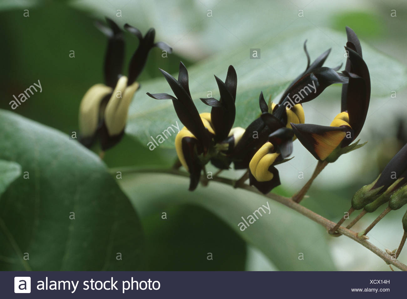 Tiger And Snake High Resolution Stock Photography and Images - Alamy