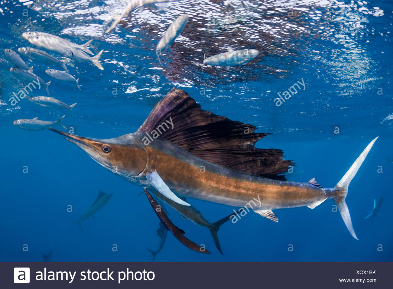 Osteichthyes Bony Fish High Resolution Stock Photography and Images - Alamy