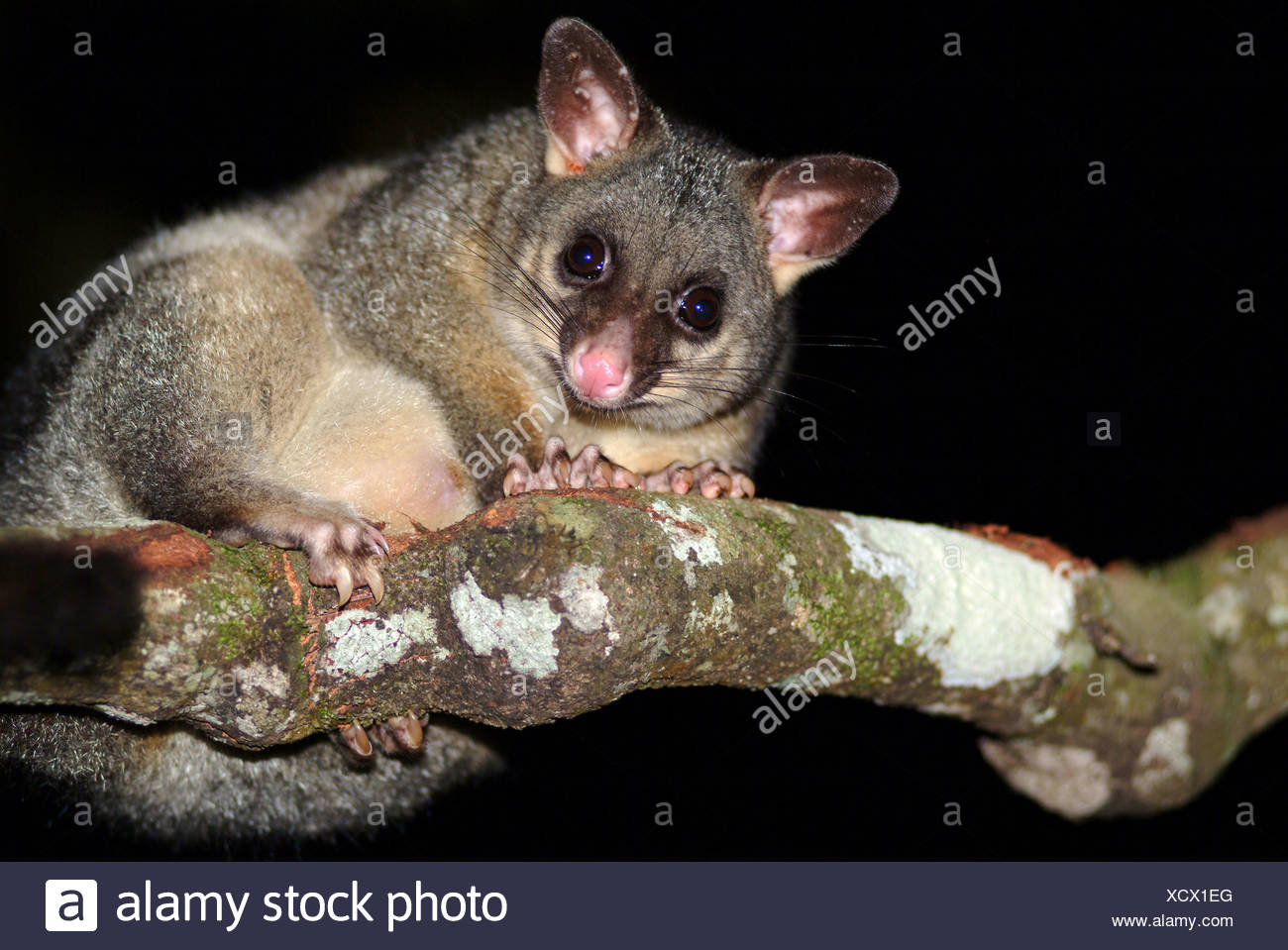 A Brushtail Possum Stock Photos & A Brushtail Possum Stock Images - Alamy