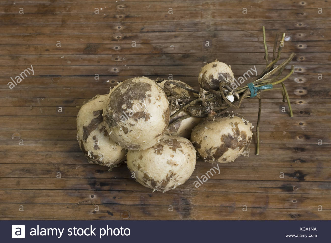 Pachyrhizus Erosus High Resolution Stock Photography and Images - Alamy
