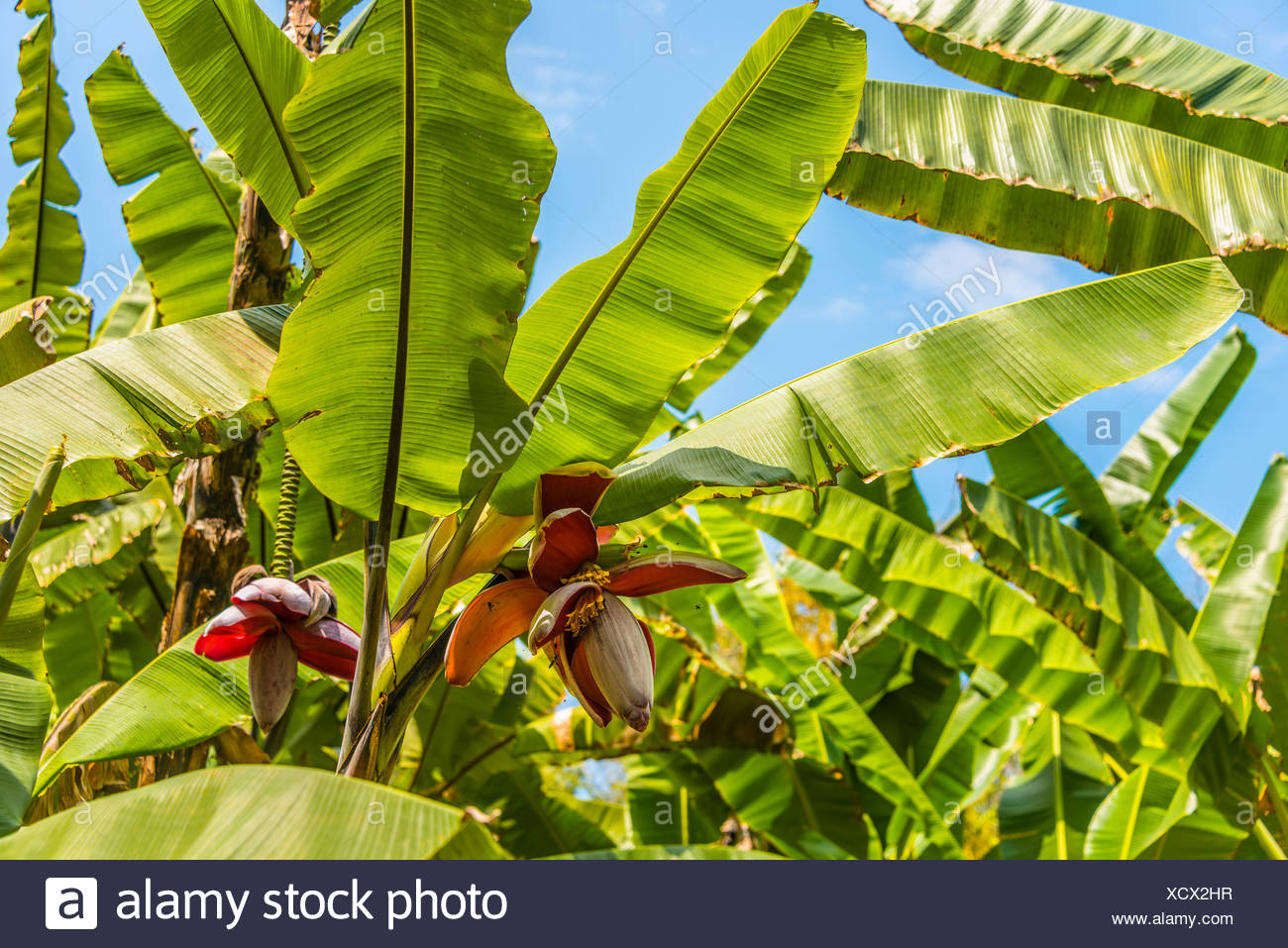 Banana Tree Flower Stock Photos & Banana Tree Flower Stock Images - Alamy