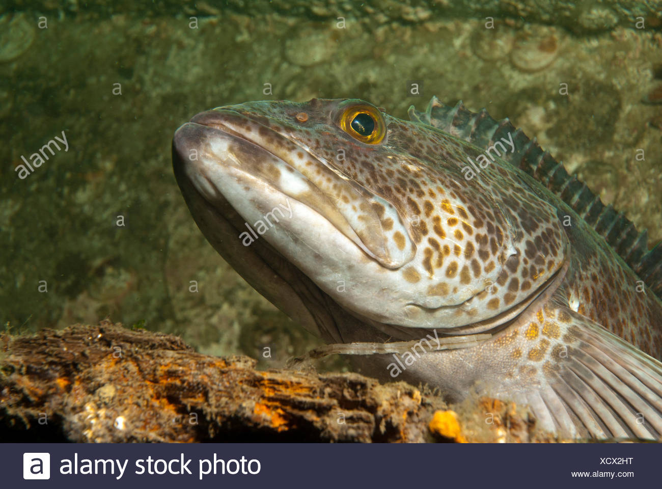 Ling Cod High Resolution Stock Photography and Images - Alamy