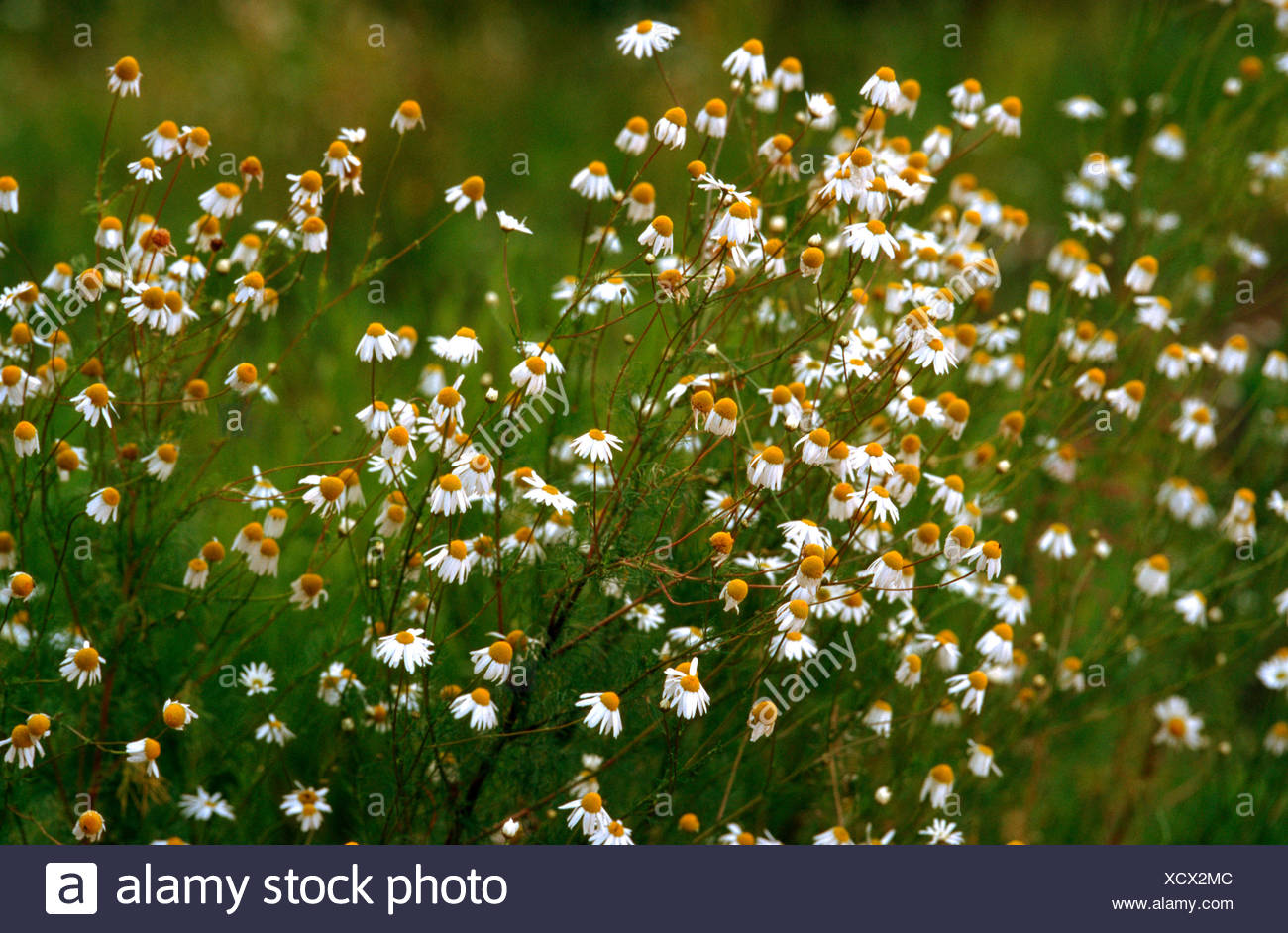 Tripleurospermum Inodorum Flowers High Resolution Stock Photography and ...