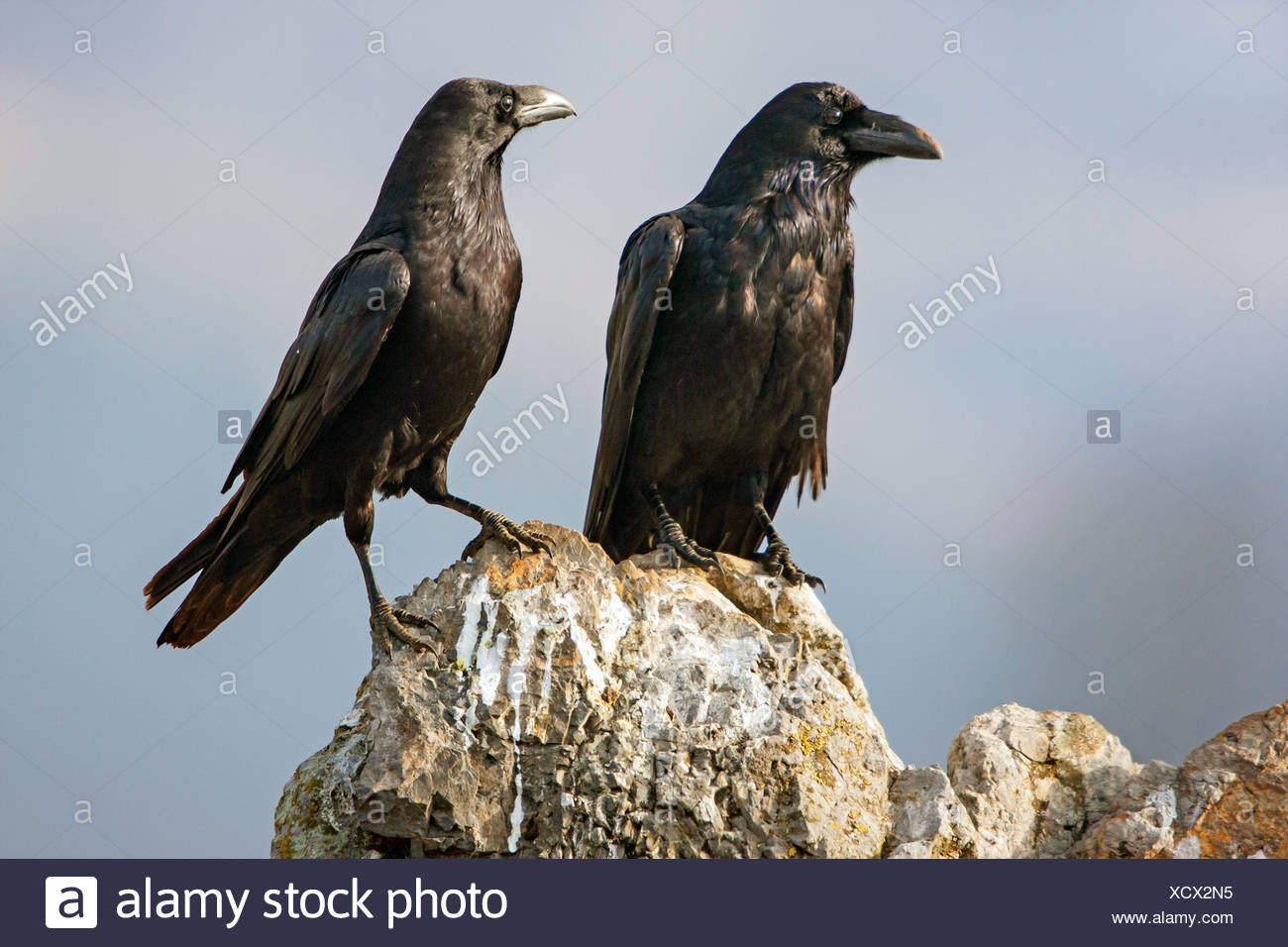 Two Ravens High Resolution Stock Photography and Images - Alamy