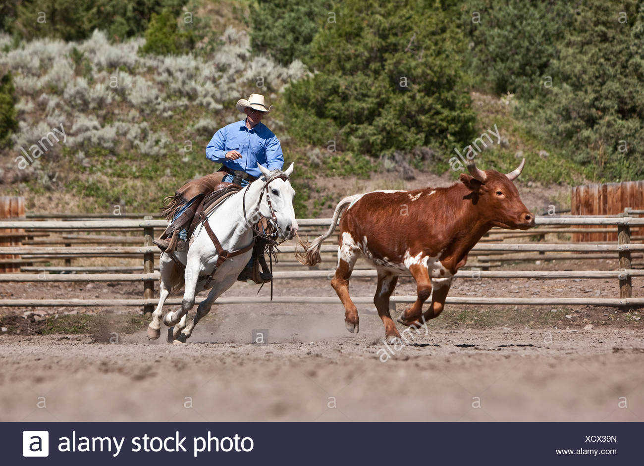 Cowboy With Cattle High Resolution Stock Photography and Images - Alamy