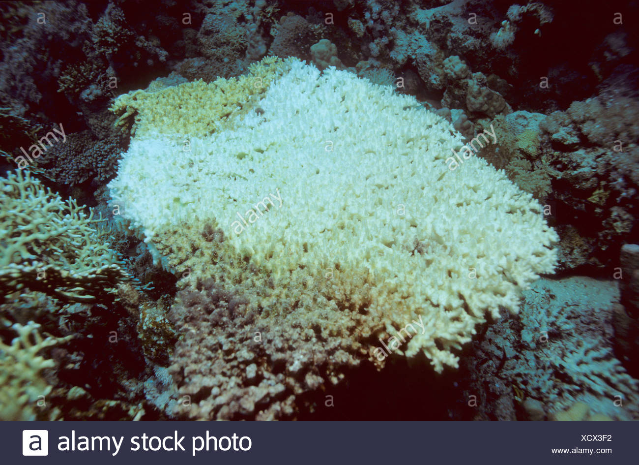 Be Considered High Resolution Stock Photography And Images Alamy