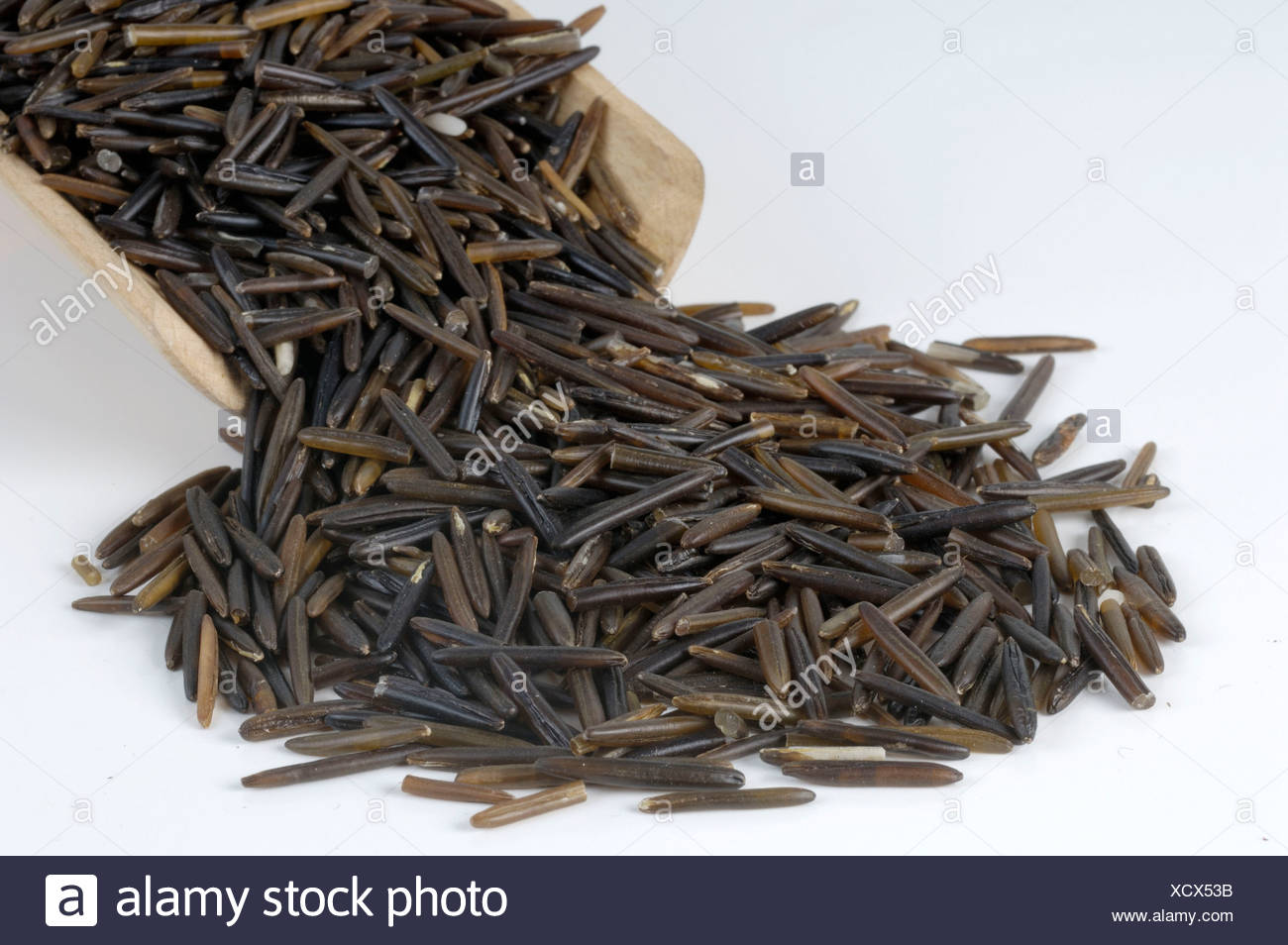 Zizania Palustris High Resolution Stock Photography and Images - Alamy