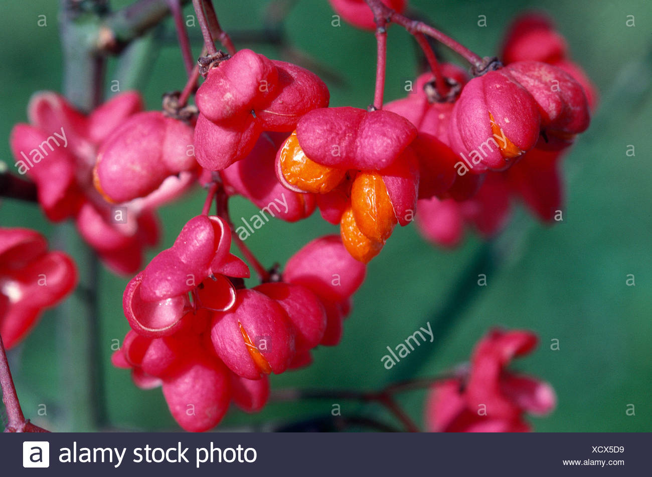 Spindle Fruit High Resolution Stock Photography and Images - Alamy