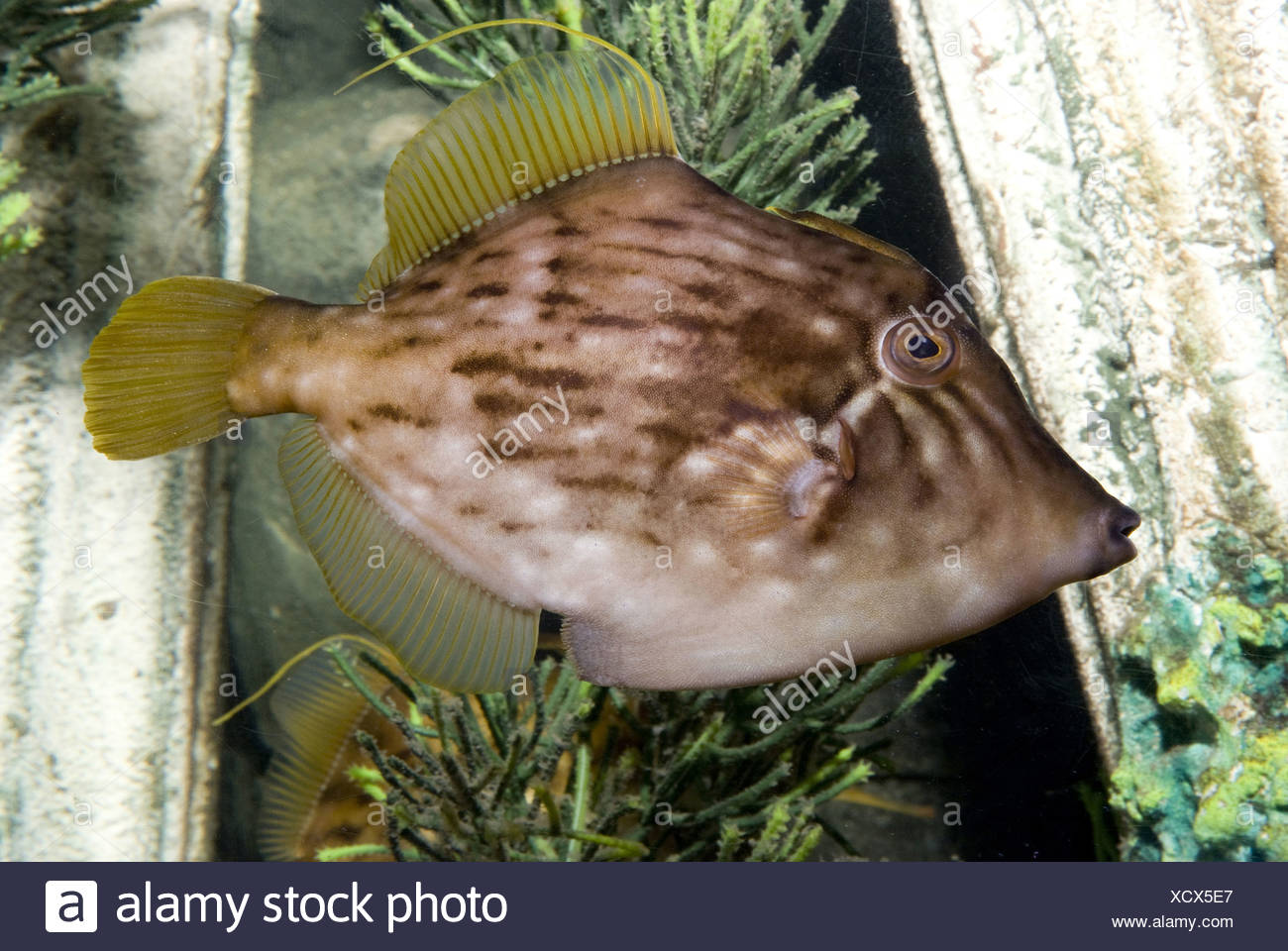 Tetraodontiformes High Resolution Stock Photography and Images - Alamy