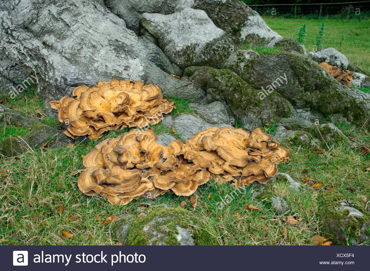 Giant Polypore Meripilus Giganteus Fungi High Resolution Stock