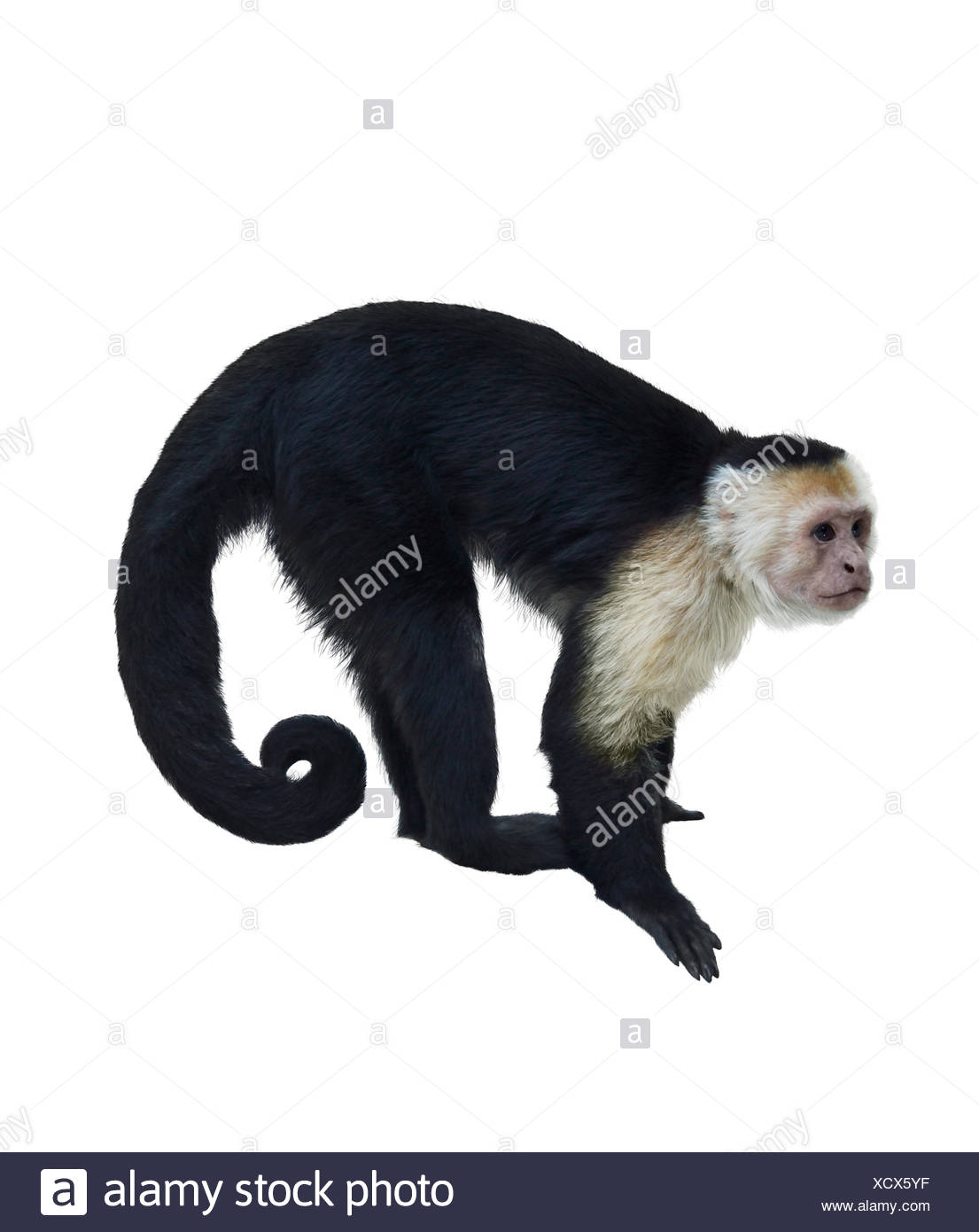Black And White Capuchin Monkey High Resolution Stock Photography and ...
