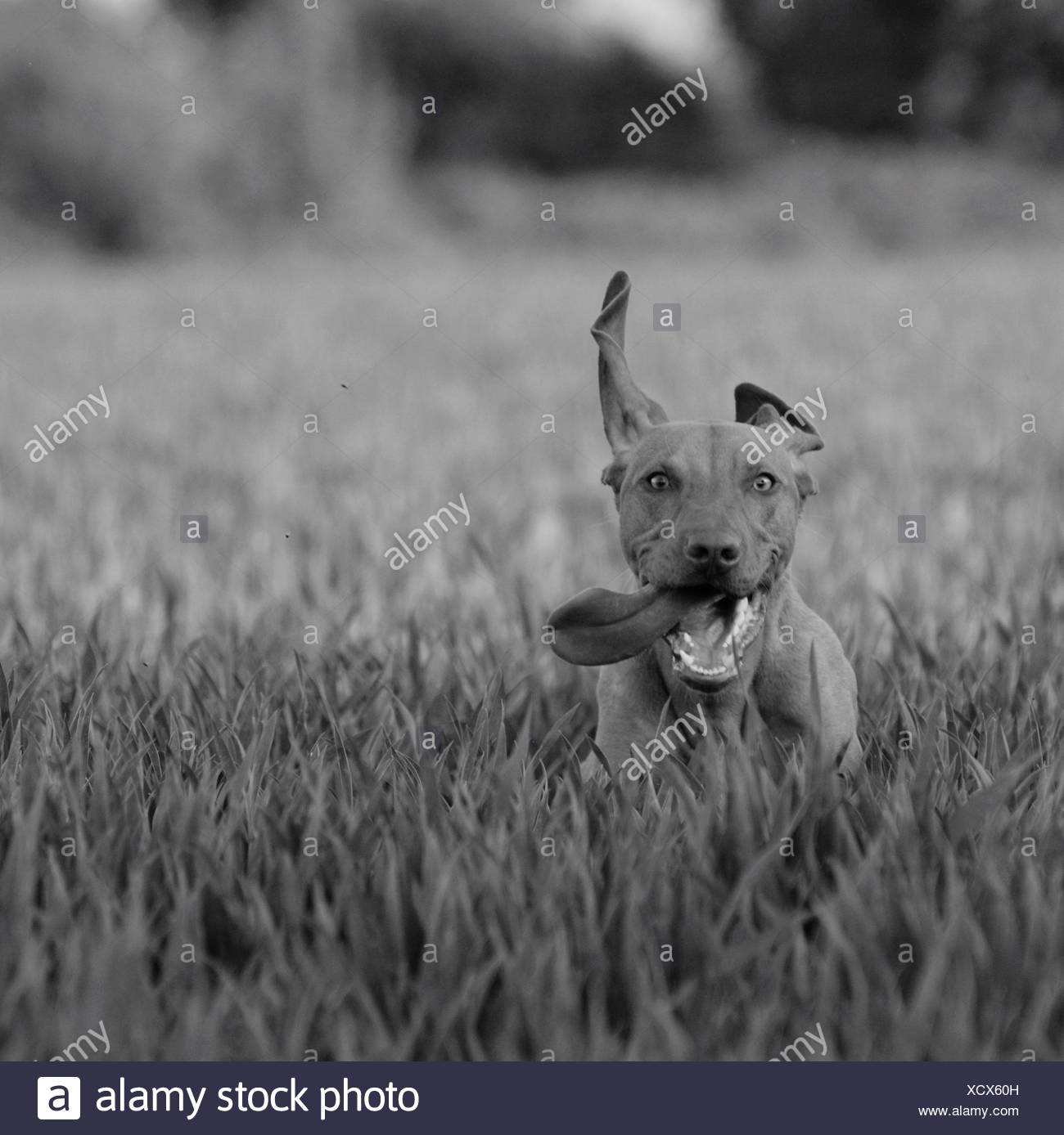 Weimaraner Dog Black and White Stock Photos & Images - Alamy
