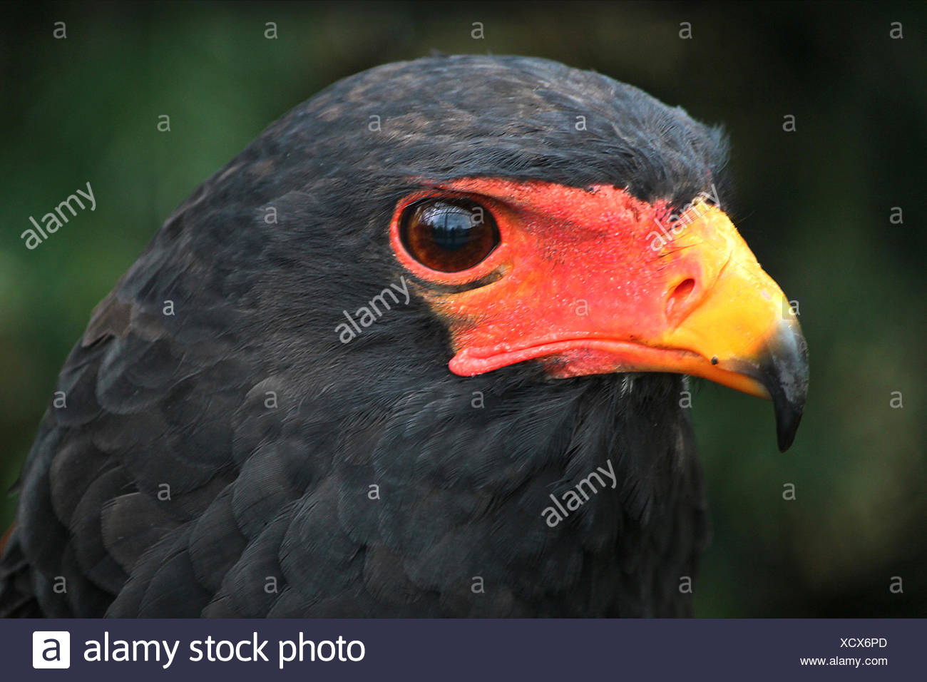 Bataleur Eagles High Resolution Stock Photography and Images - Alamy
