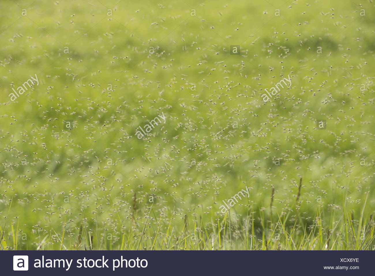 Mosquitoes Swarm High Resolution Stock Photography and Images - Alamy