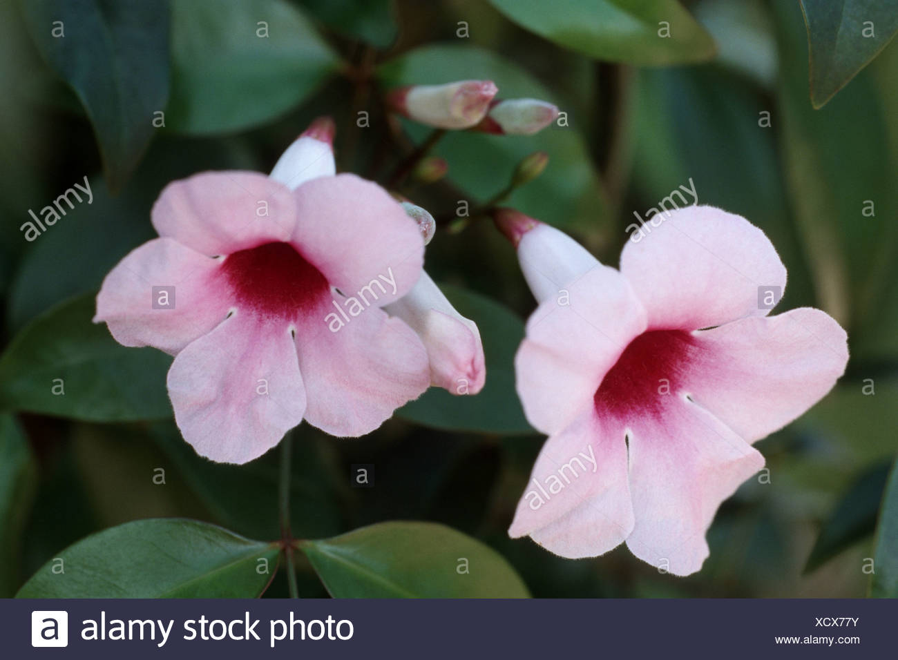 Pink Bower Vine High Resolution Stock Photography and Images - Alamy