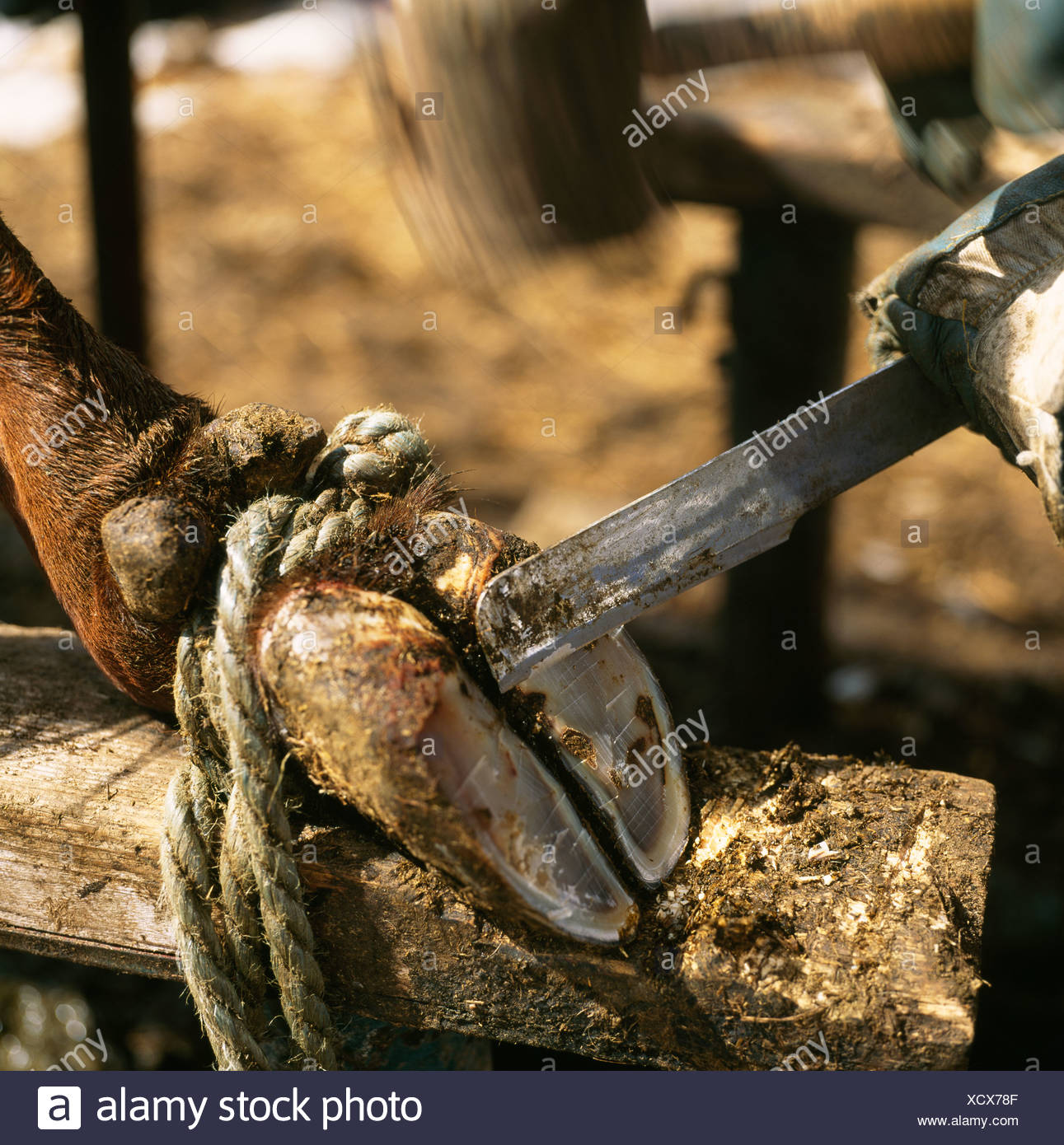 Cloven Hoof High Resolution Stock Photography and Images - Alamy